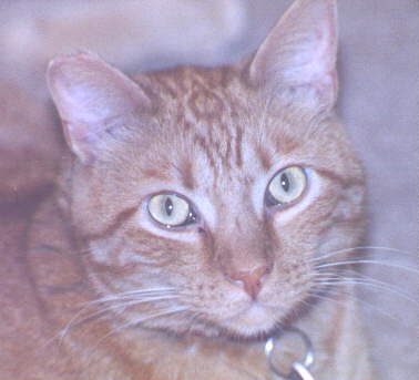 Michael's Photo Gallery - Cats